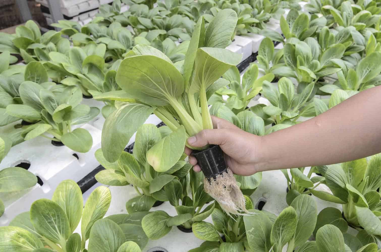 Pakcoy, Si Hijau yang Kaya Manfaat Bagi Kesehatan - Dietplus.id